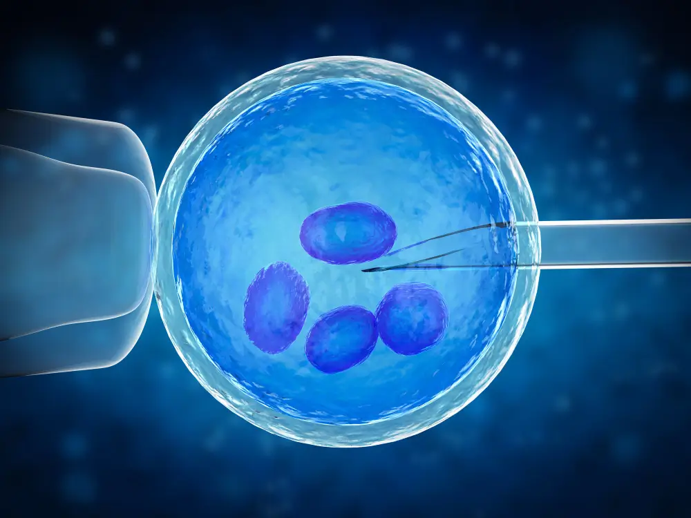 Blastocyst Definition: Biology & IVF